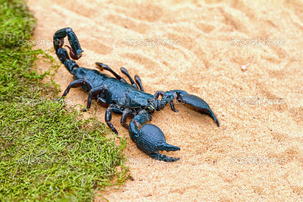 Emperor Scorpion Kalajengking Terbesar Di Dunia Youtube