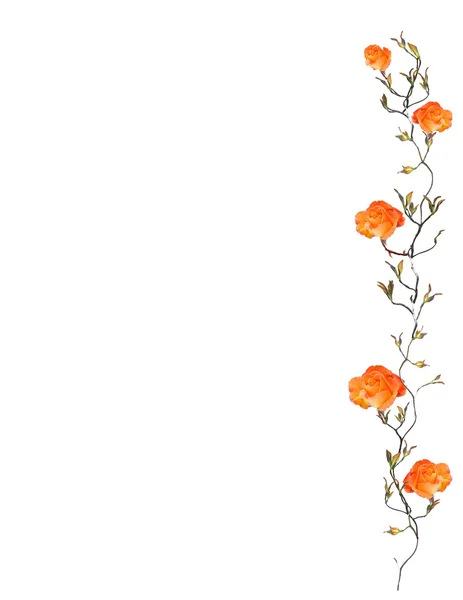 Purple ginger and white sky flower vine border isolated on white ...