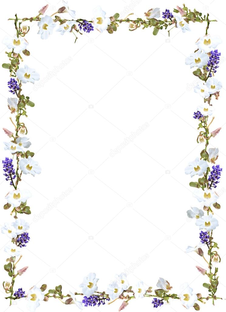 Purple ginger and white sky flower vine border isolated on white ...