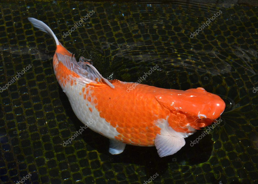 Koi fish breaking surface of water — Stock Photo © nspence #23377750
