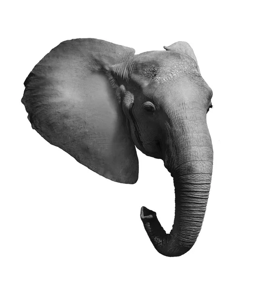 Elephant Side View Head Drawing