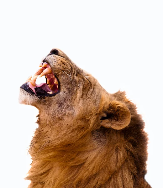 Lion isolated on white - Stock Image - Everypixel