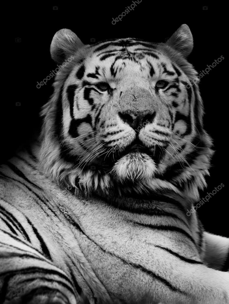 Tiger in Black and White Stock Photo by ©Dvanstaden 50414723