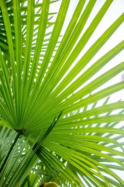 Chit Palm tree leaves in Yucatan rainforest mexico — Stock Photo ...