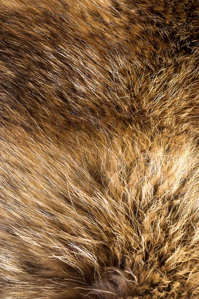 ᐈ Animal fur stock backgrounds, Royalty Free animal fur backgrounds ...