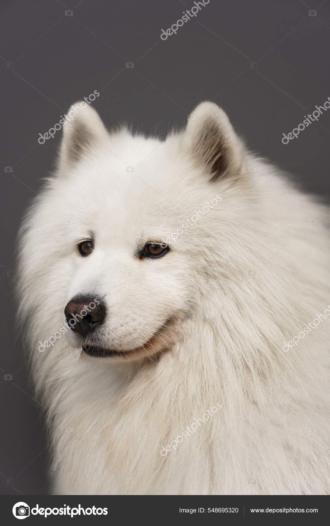 Closeup Portrait Beautiful Samoyed Dog White Fur — Stock Photo © AY ...