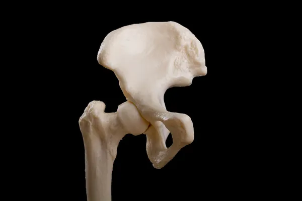 anatomía de la articulación de la cadera humana y la pelvis 2024