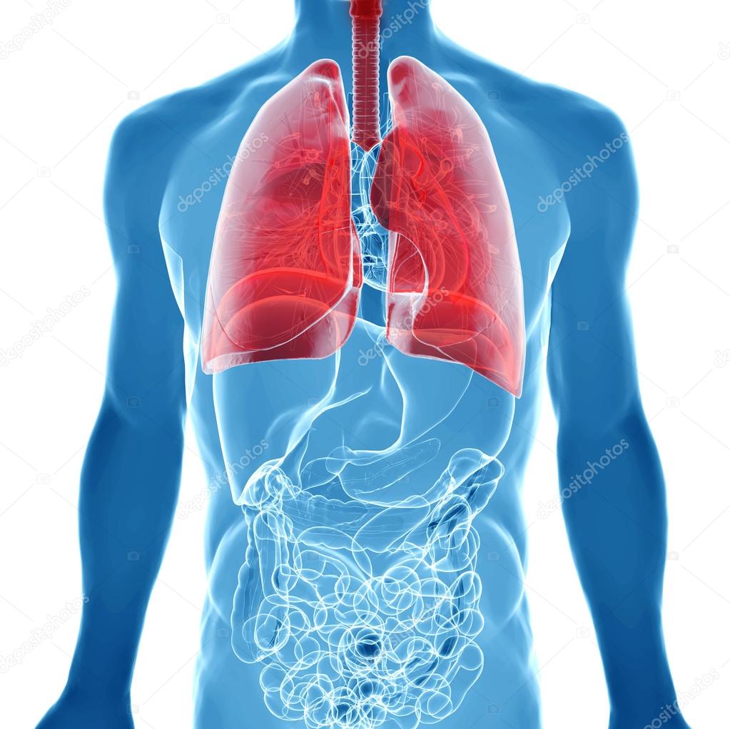 Anatomia Dos Pulmoes