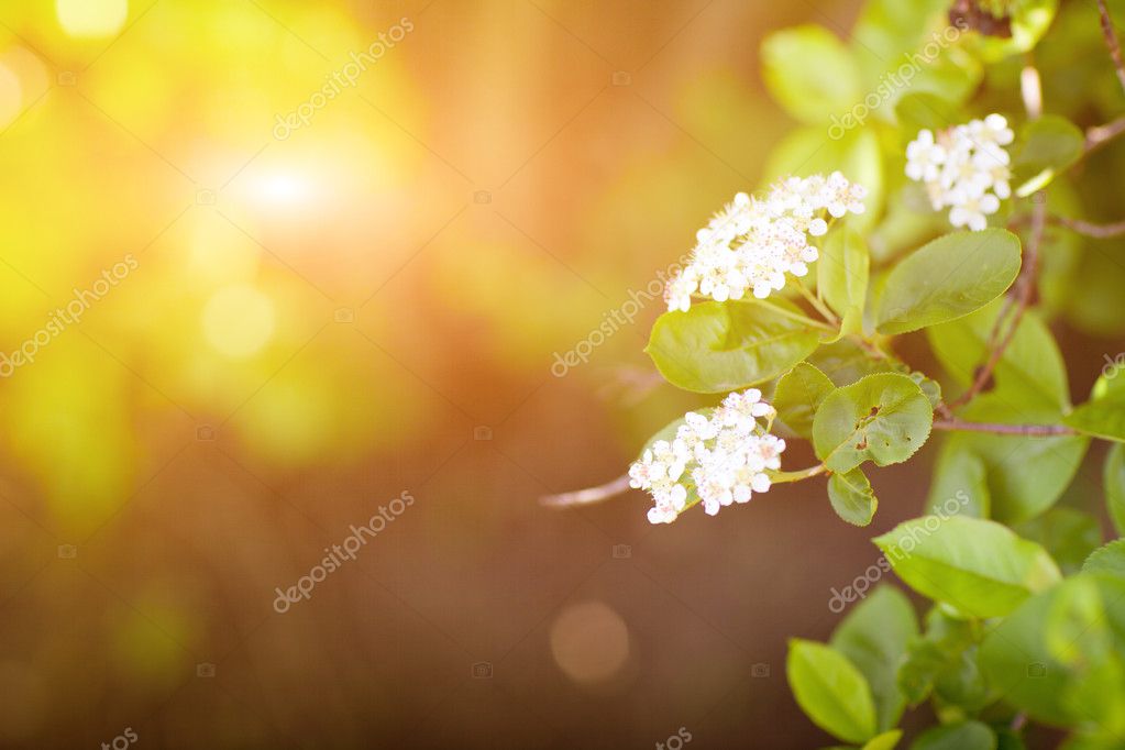 White flowers in spring — Stock Photo © vsurkov #23704049