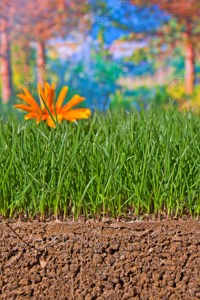 Semillas de hierba recién sembradas que muestran raíces en el suelo 2022