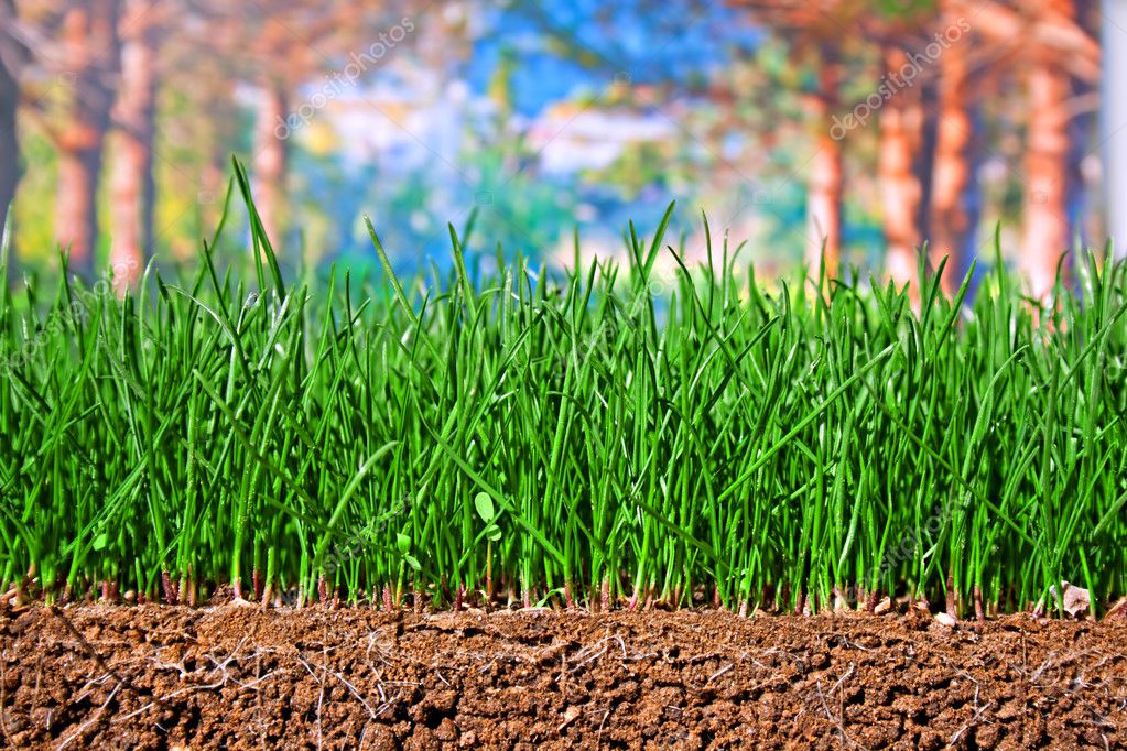 Semillas de hierba recién sembradas que muestran raíces en el suelo 2022