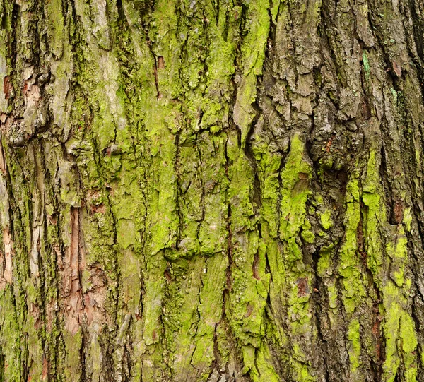 Mossy tree bark texture Stock Photos, Royalty Free Mossy tree bark ...