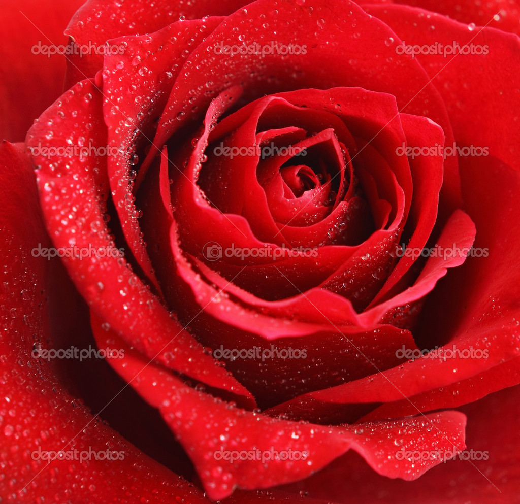 Red rose flower — Stock Photo © ksushsh #40885413