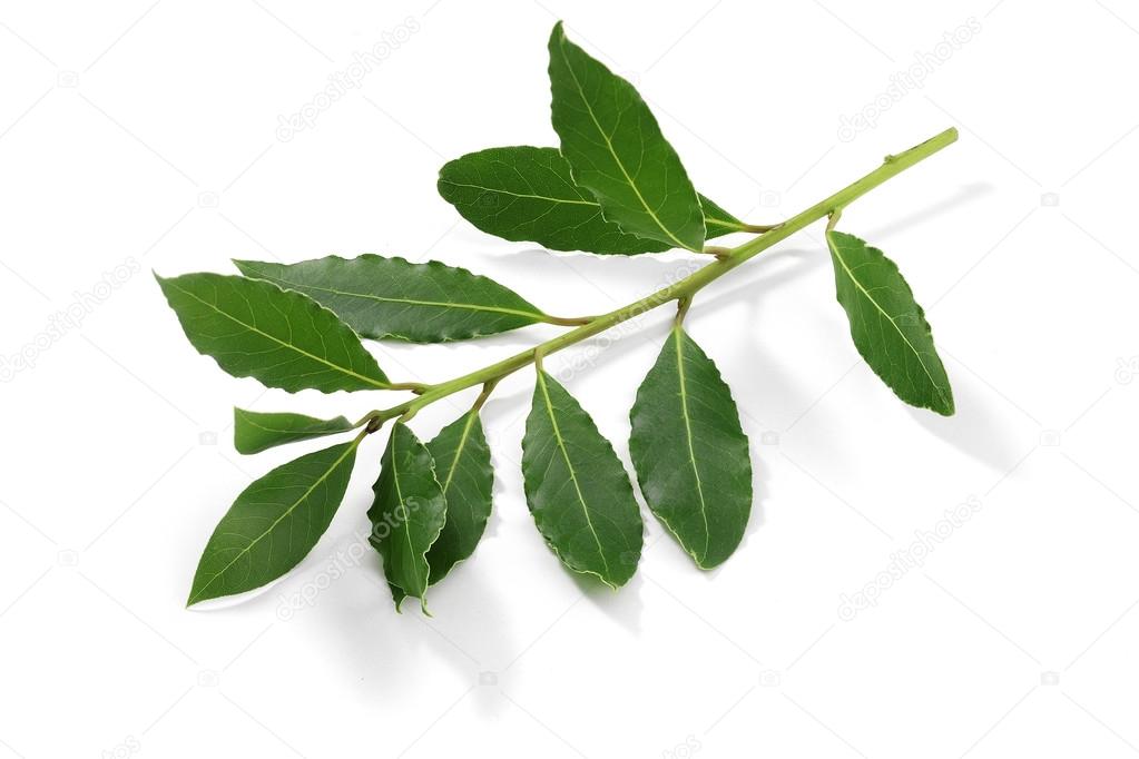 Laurel branch Stock Photo by ©estudiosaavedra 31995121