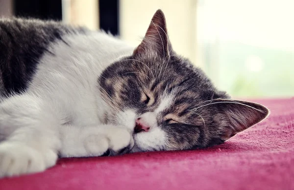 Cat lying — Stock Photo © expressiovisual #28633939