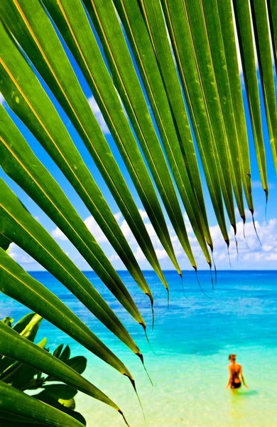 Caribbean colors Stock Photos, Royalty Free Caribbean colors Images ...