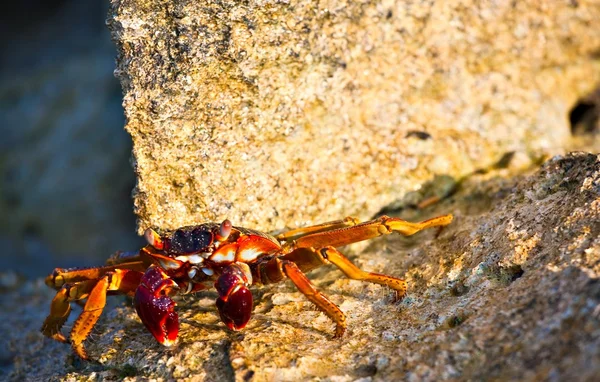 ᐈ Craw stock photos, Royalty Free craw fish photos | download on ...