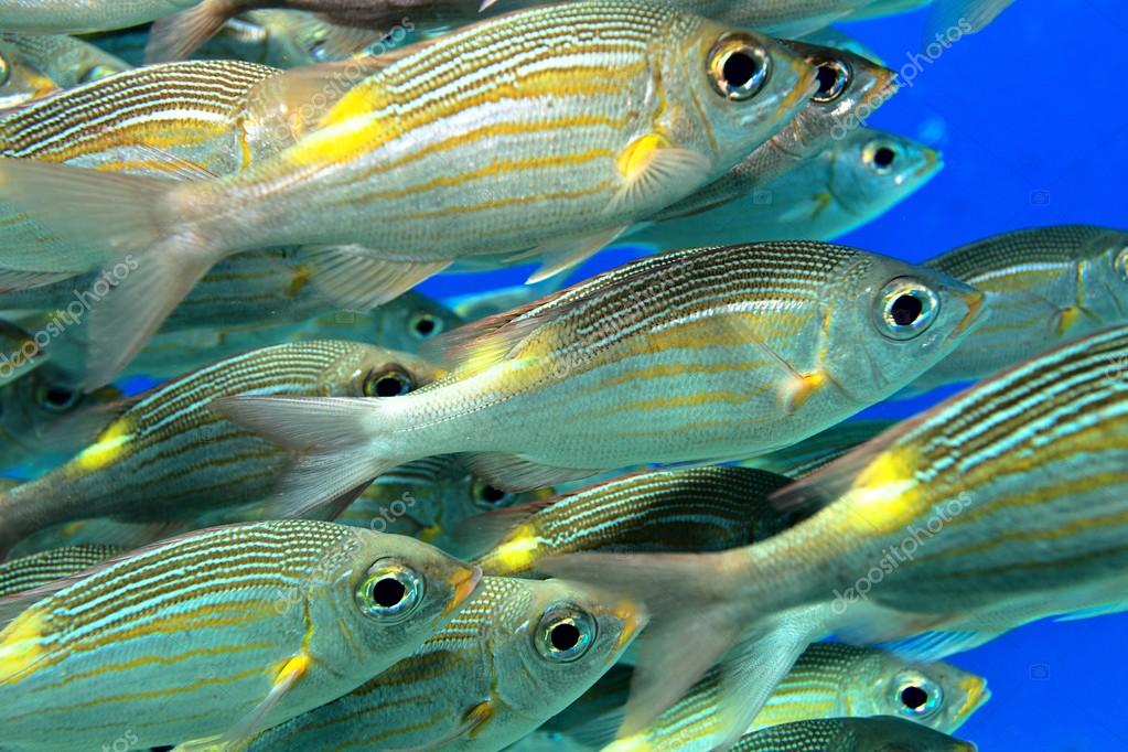 Cardumen de peces — Fotos de Stock © Molbert #23390430