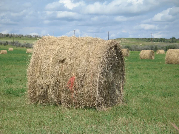 Cattle feeding hay Stock Photos, Royalty Free Cattle feeding hay Images ...