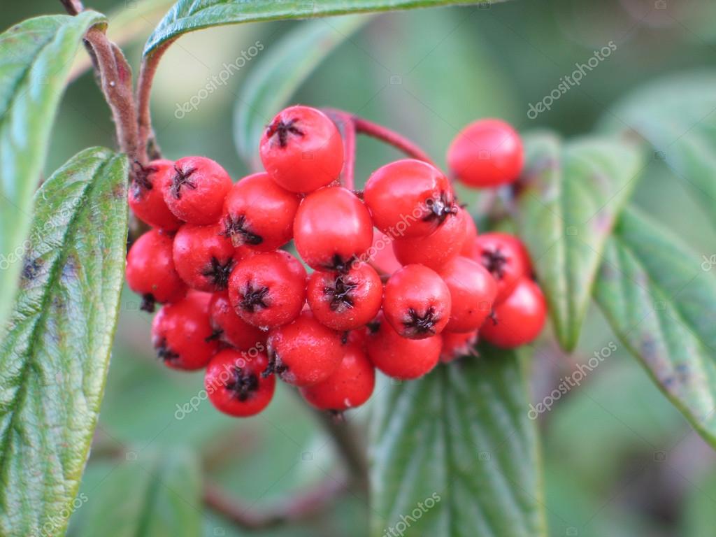 Red Berries on a Tree Stock Photo by ©mbudley 29074337