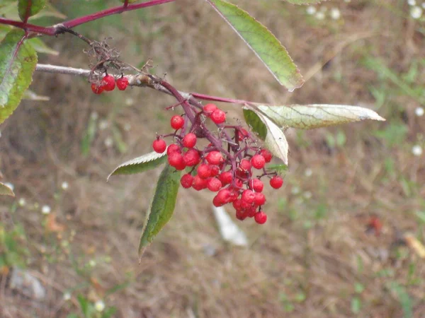 Spiraea japonica fruits Stock Photos, Royalty Free Spiraea japonica ...