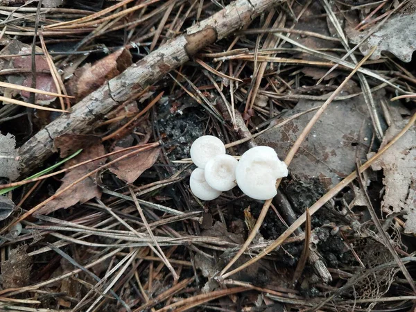 Fehér fa gomba Stock fotók, Fehér fa gomba Jogdíjmentes képek ...