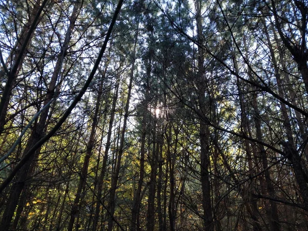 Perspective forest Stock Photos, Royalty Free Perspective forest Images ...