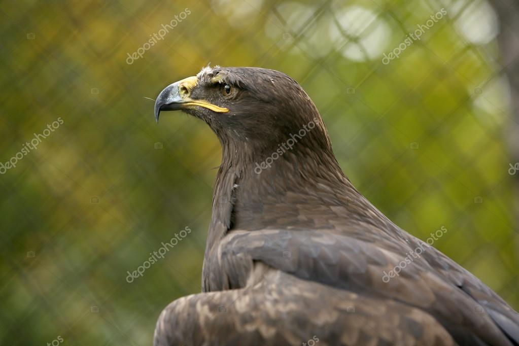 Eagle in a cage — Stock Photo © nemar74 #23228850