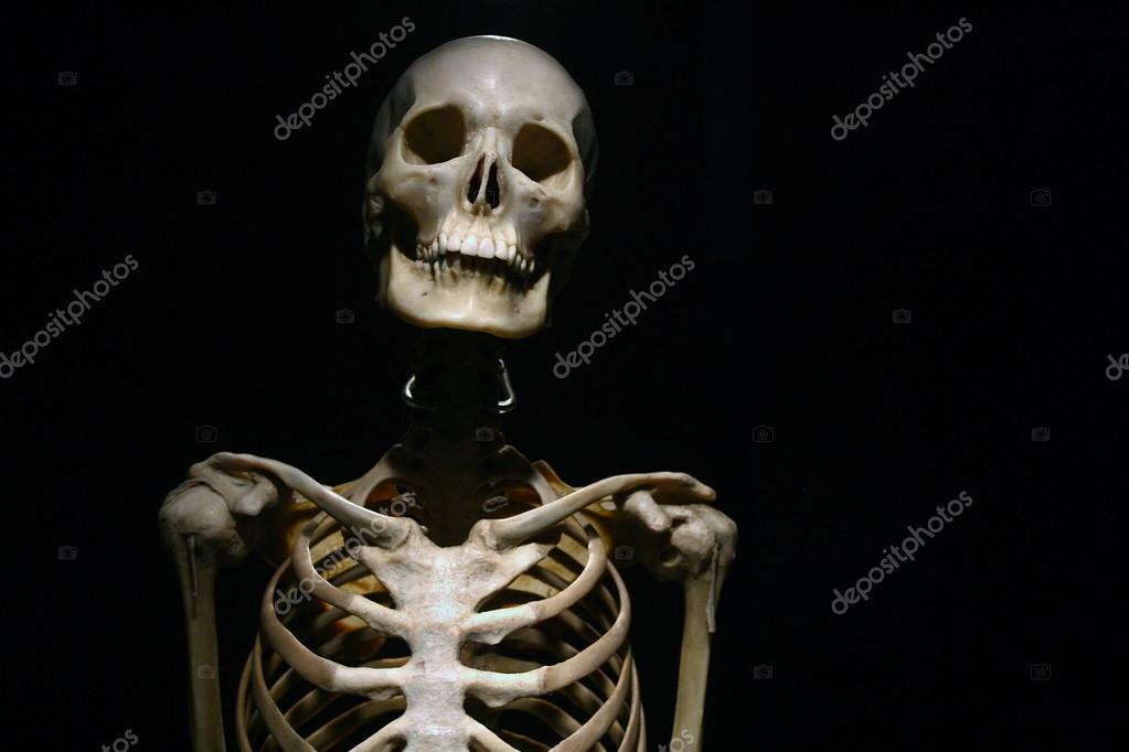 Real Full Human Skeleton