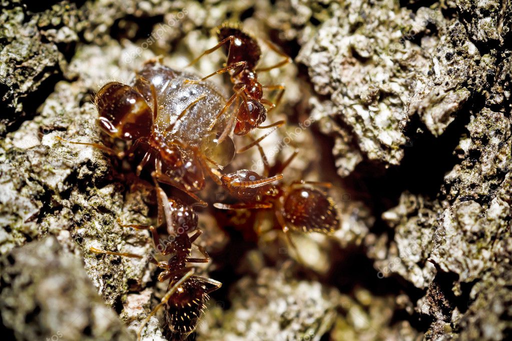 Ants Fighting — Stock Photo © radub85 #21911841
