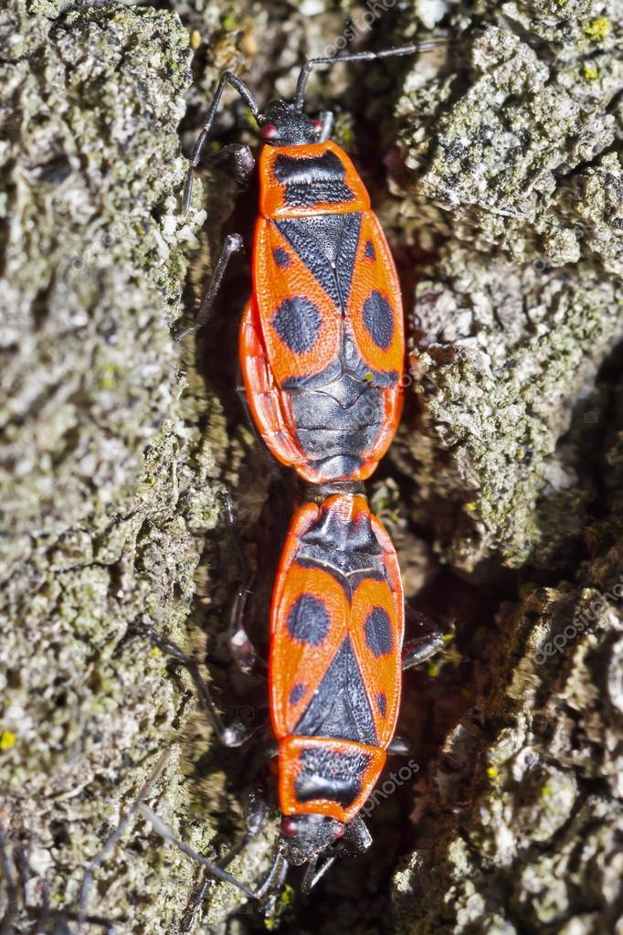 Insect Mating — Stock Photo © radub85 #21911865