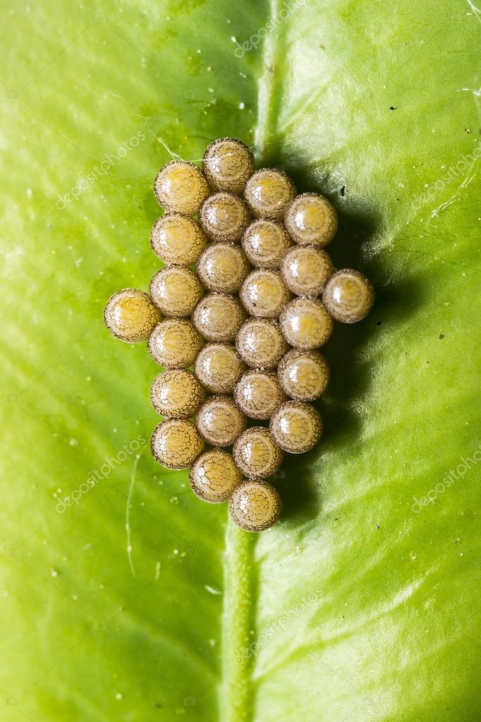 Insect Eggs Stock Photo by ©radub85 21970843