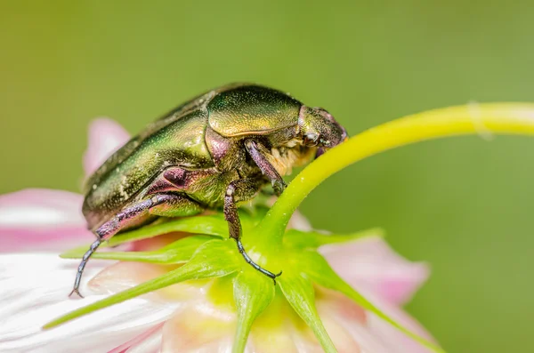 Green june bug Stock Photos, Royalty Free Green june bug Images ...