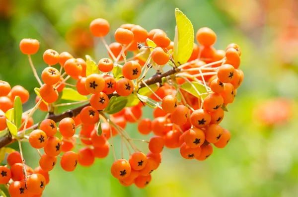 Poisonous Berries - Stock Image - Everypixel