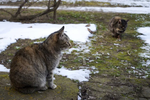 Pastor suíço e gato Stock Photos, Royalty Free Pastor suíço e gato ...