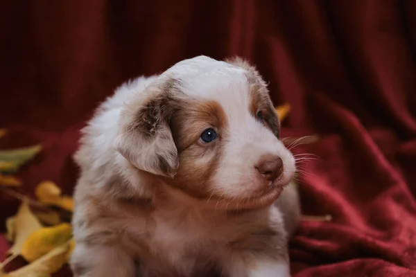 Aussie red merle puppy sitting on bright red blanket among yellow ...