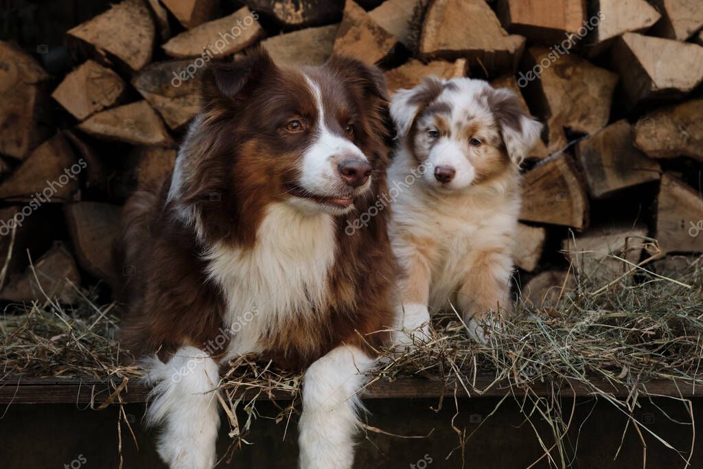 Puedes Criar Perros Merle