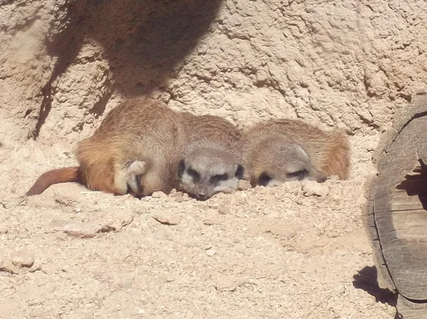 Suricat Stock Photo by ©luciopepi 34458389