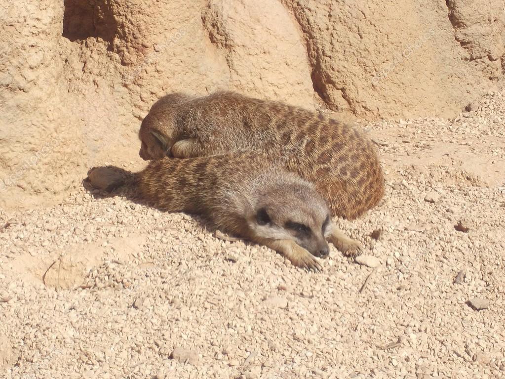 Suricat Stock Photo by ©luciopepi 34458389