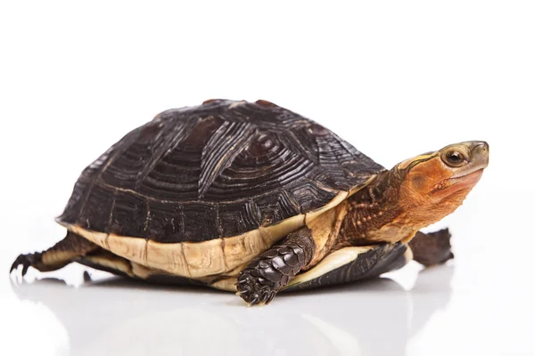 Chinese box turtle Stock Photos, Royalty Free Chinese box turtle Images ...