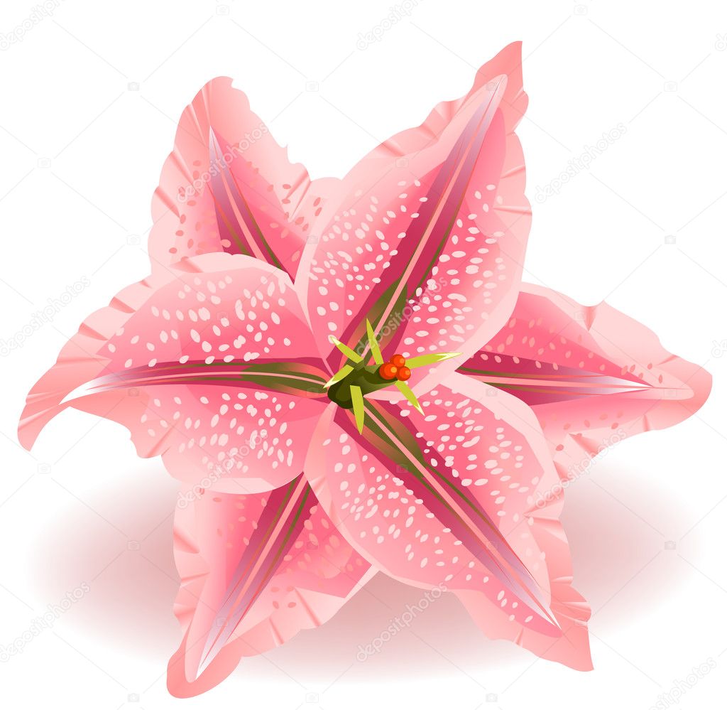 Lily Flower Stock Vector Image by ©KsanasK #40148369