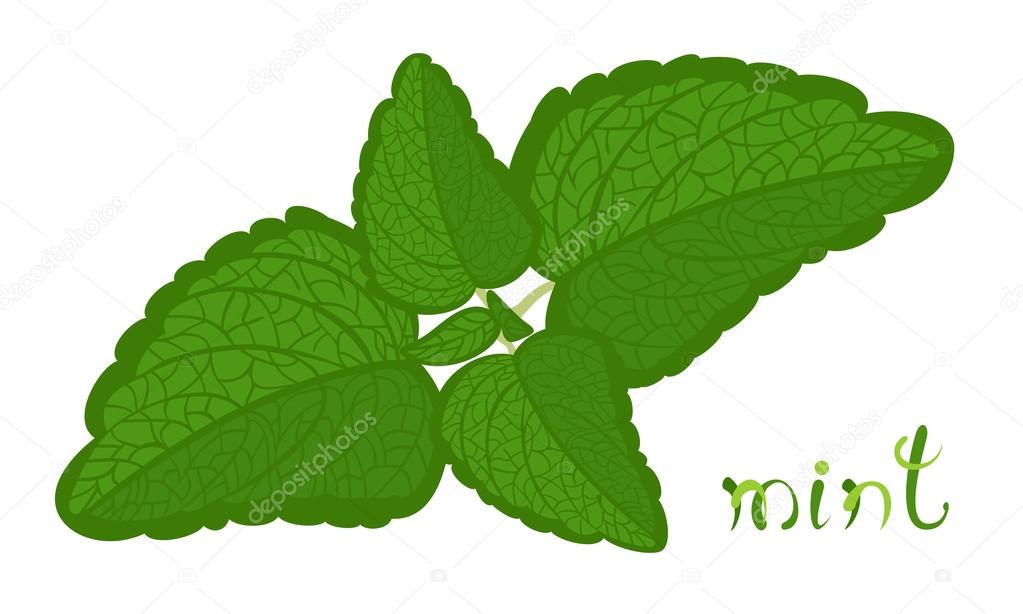 Green Mint Stock Vector Image by ©KsanasK #45046049