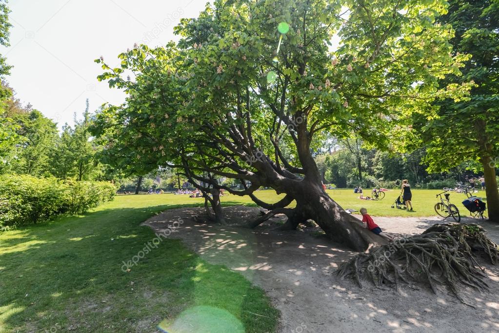 Fallen giant tree in Vondel park, Amsterdam Stock Photo by ©zamogilnykh ...