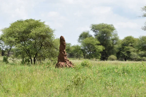 Fondo termitero fotos de stock, imágenes de Fondo termitero sin ...