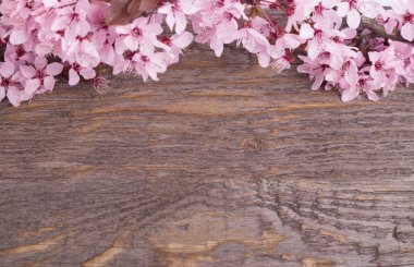 Fresh, romantic, rustic spring background with cherry flowers petals ...