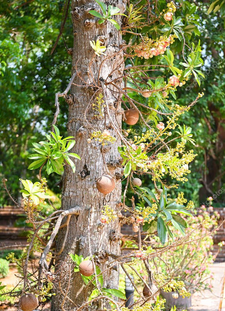 Fruto de bala de cañón en el árbol de bala de cañón con flor, Shorea ...