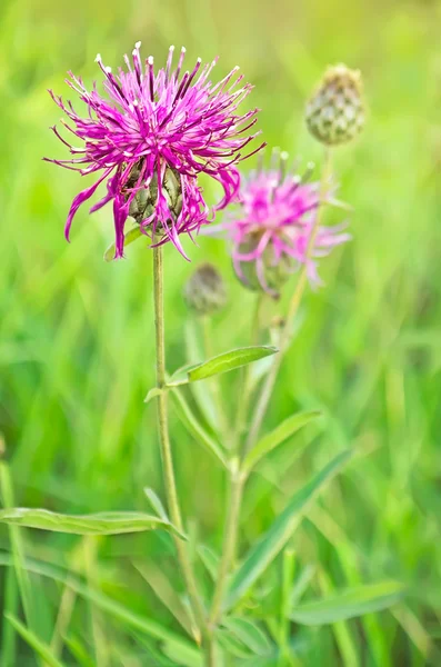 ᐈ Knapweed paint color stock photos, Royalty Free knapweed images ...