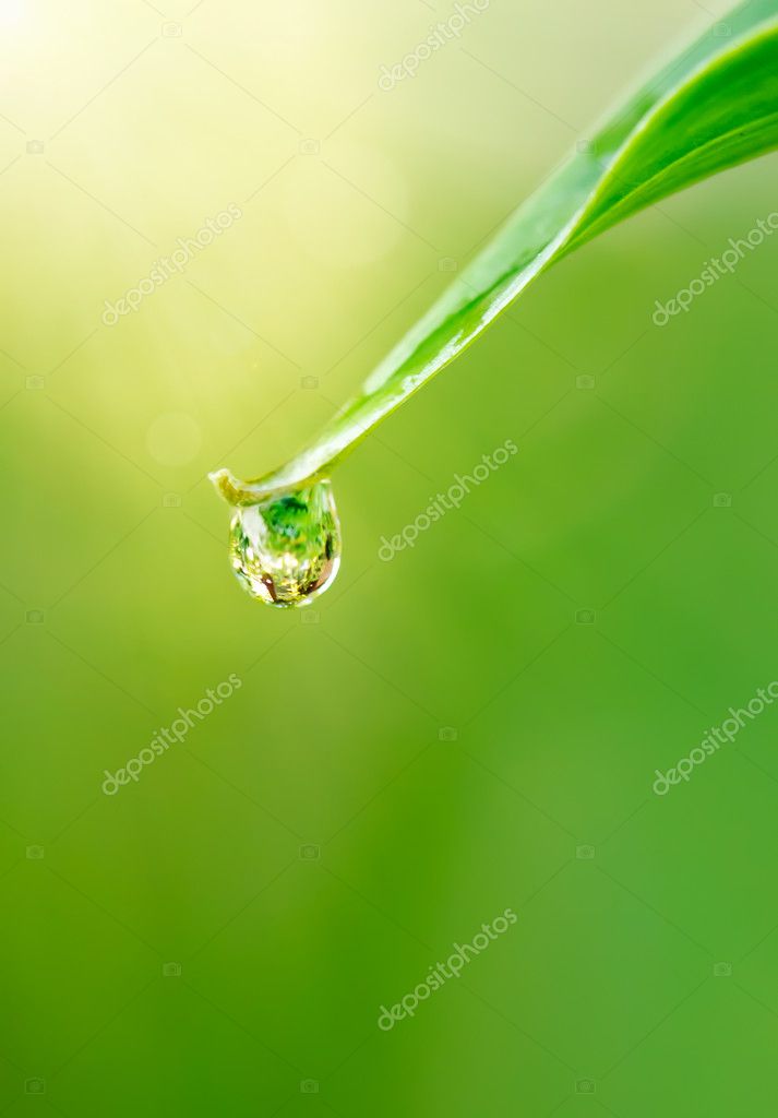Water drop on leaf. Stock Photo by ©Rainledy 40639937