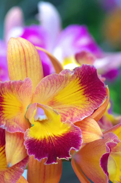 Orchidea rajz Stock Photos, Royalty Free Orchidea rajz Images ...