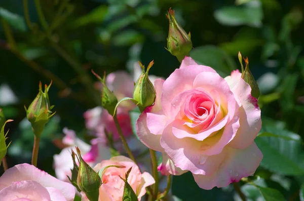 Christina rossetti poems Stock Photos, Royalty Free Christina rossetti ...